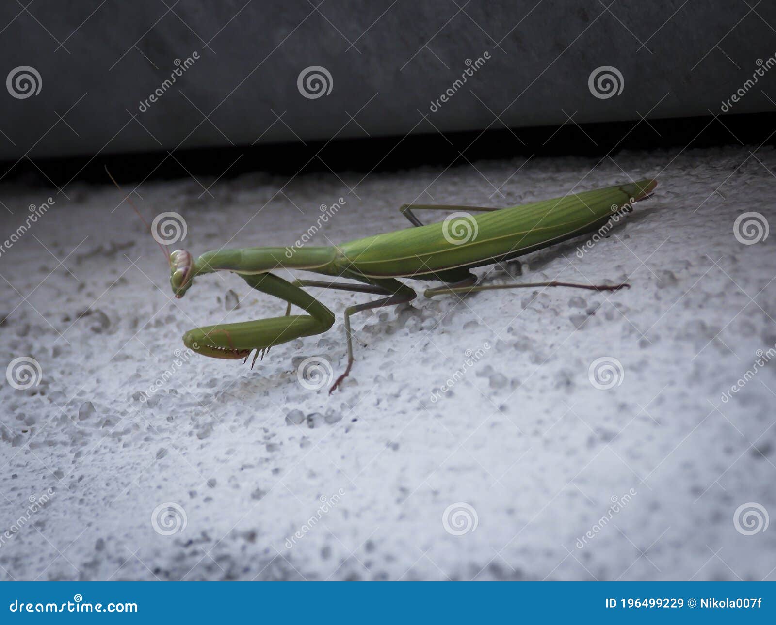 Mantis Bug Close Up Wallpaper Stock Image - Image of manti, color ...