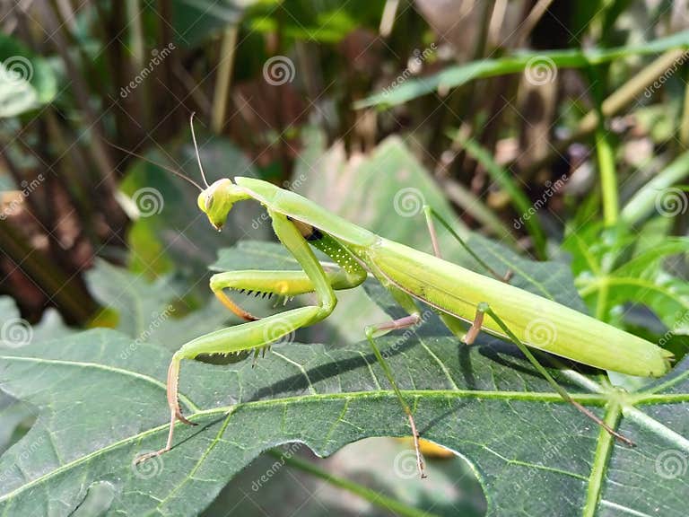 Mantis bug& x27;s life stock photo. Image of wildlife - 263988056