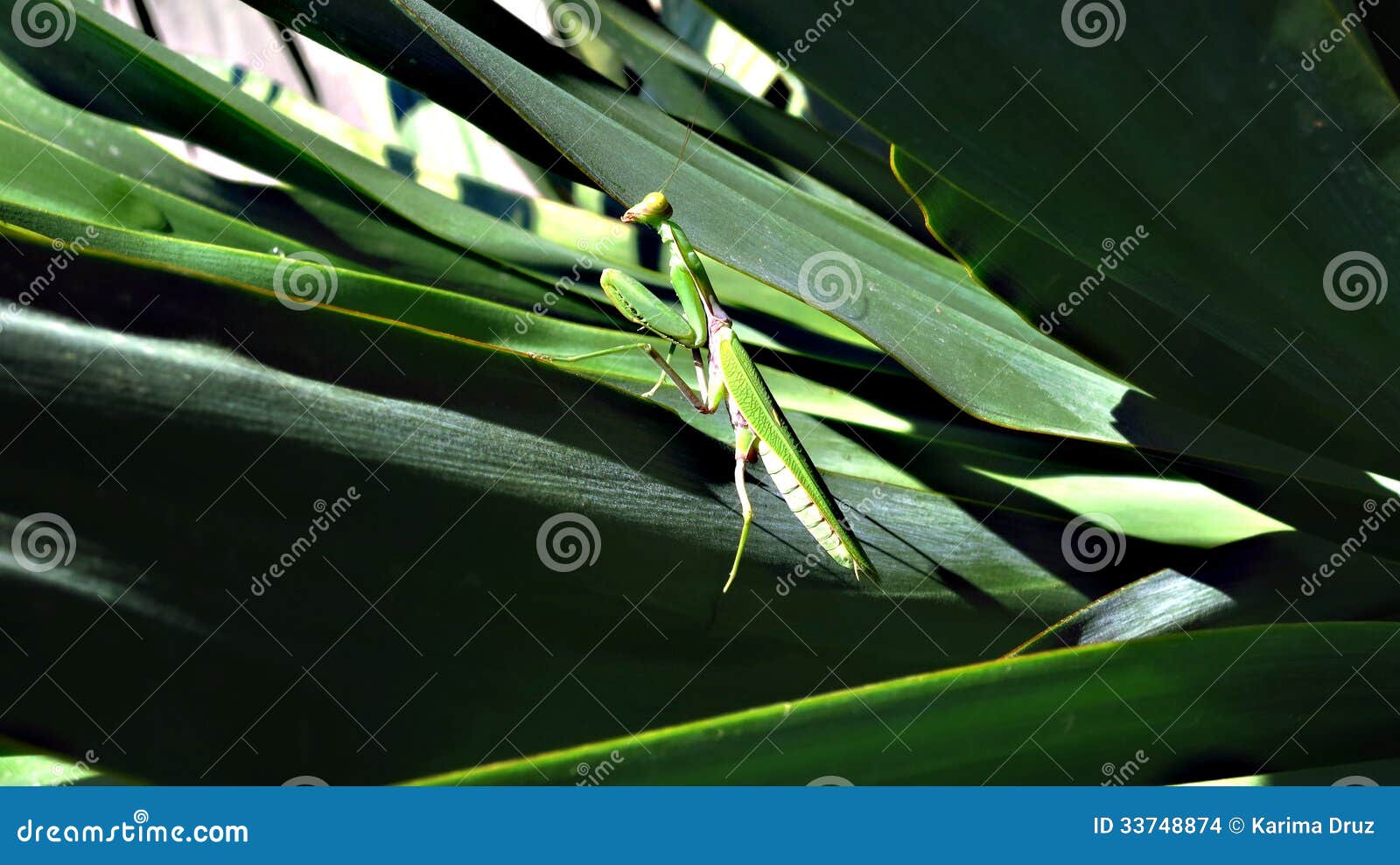 Mantis stock photo. Image of hunt, mantis, green, morning - 33748874