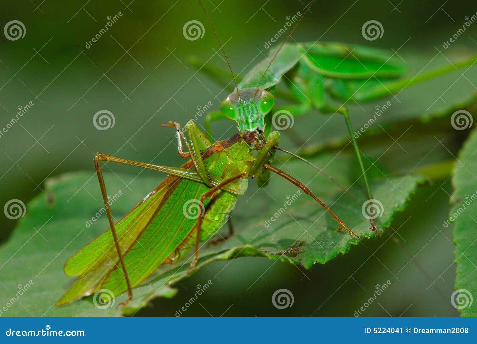Mantis catching katydid stock image. Image of macro, wildlife - 5224041