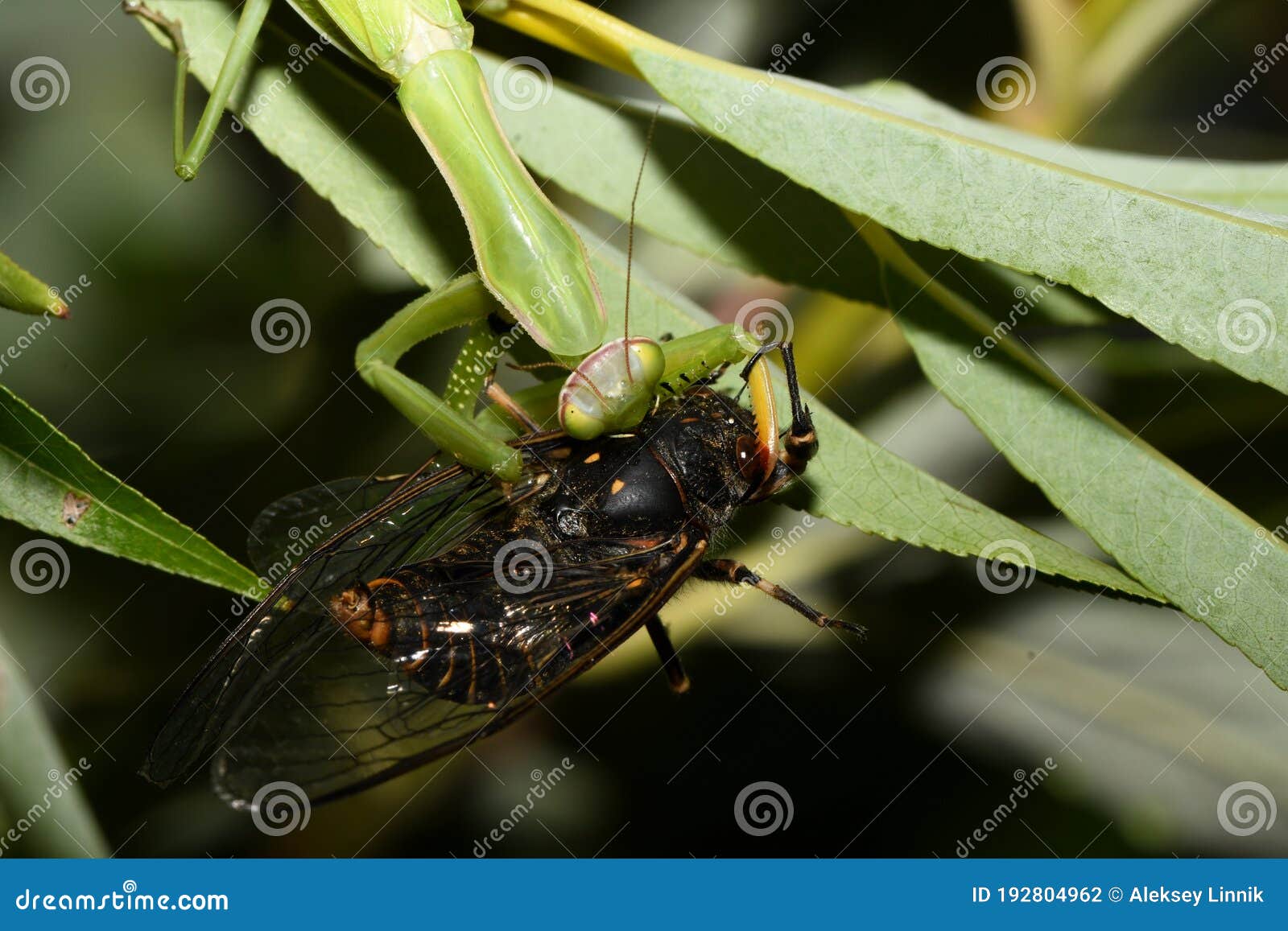 The Mantis Caught a Cicada on a Branch Stock Photo - Image of piebald ...