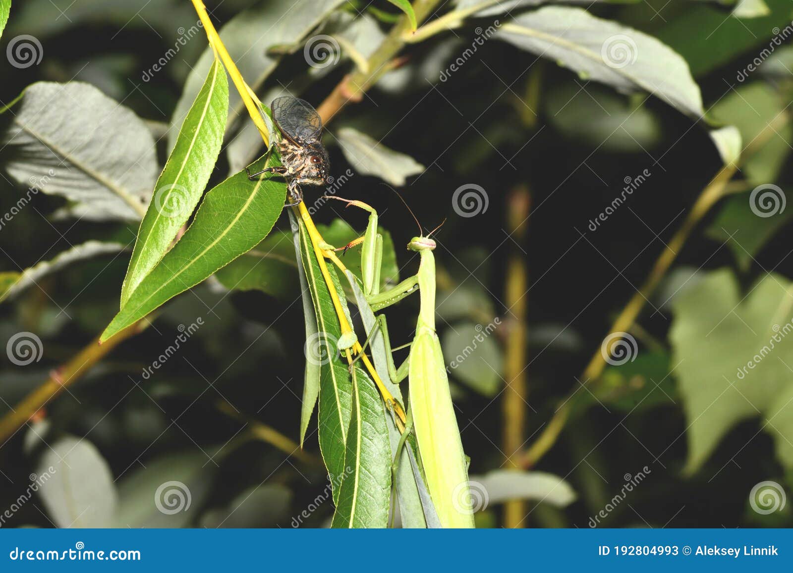 Mantis and Cicada on a Branch Stock Image - Image of wing, blade: 192804993