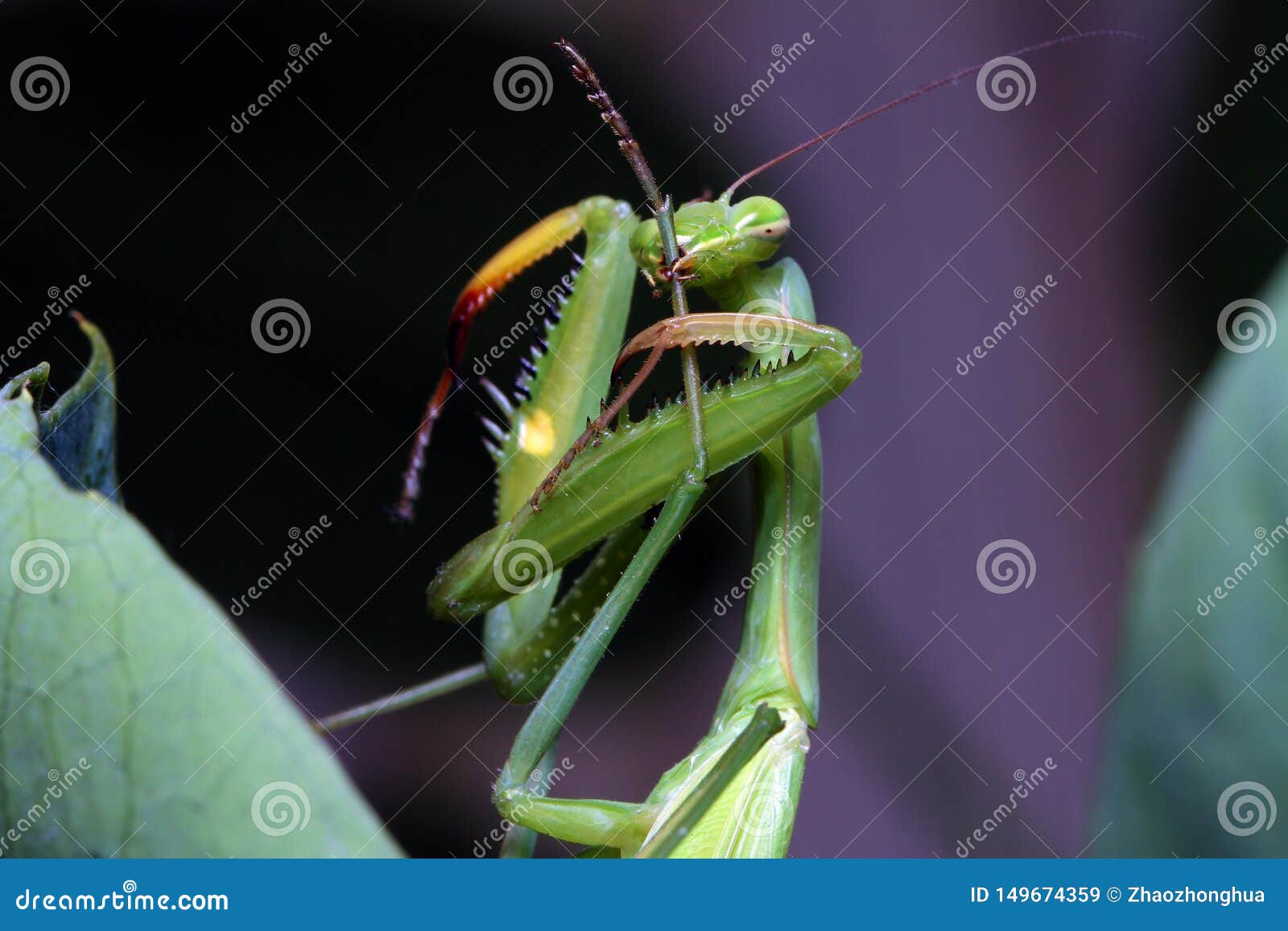Mantis clean sanitation stock image. Image of ecological - 149674359