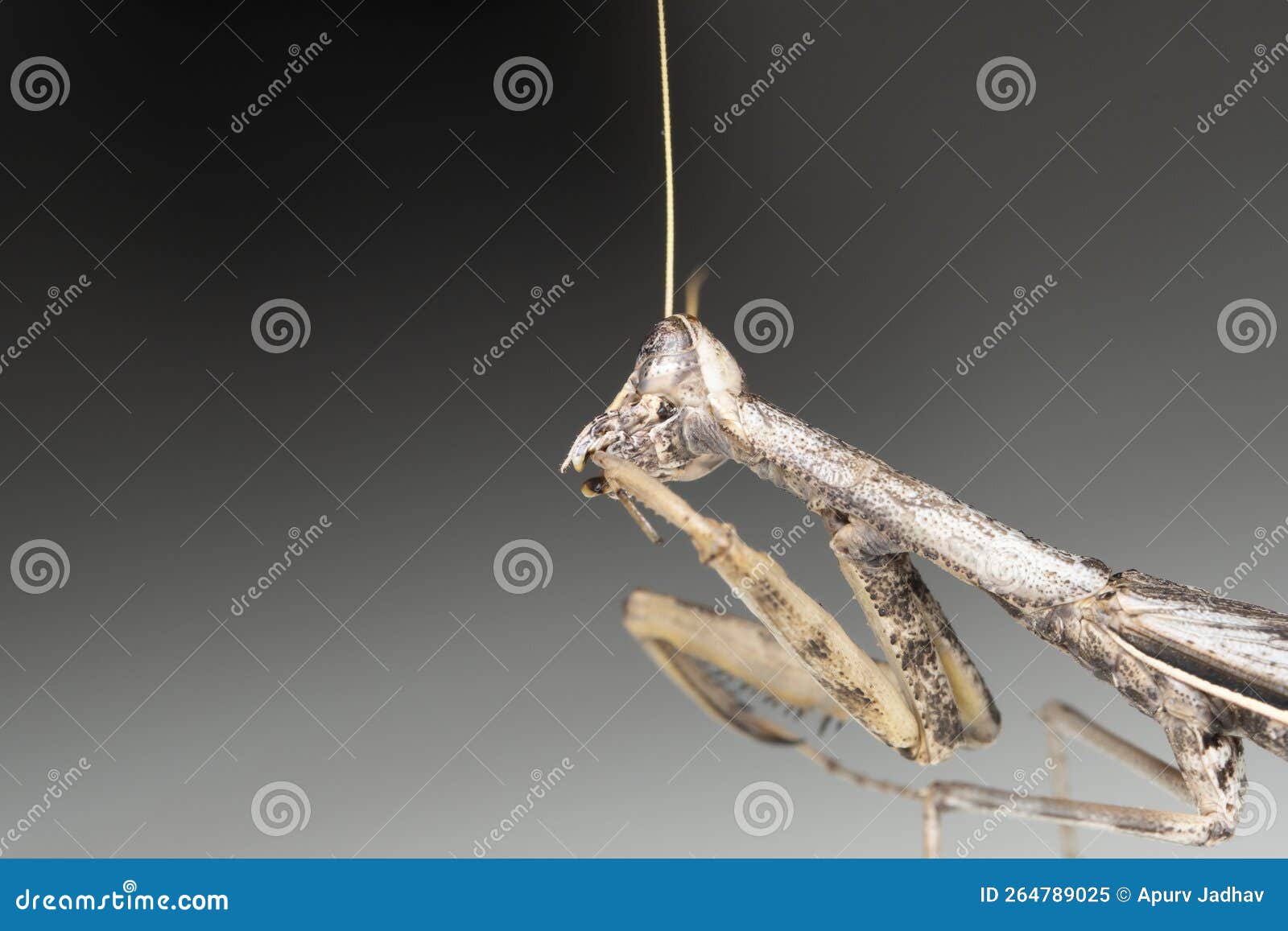 Mantis cleaning its hands stock image. Image of maharashtra - 264789025