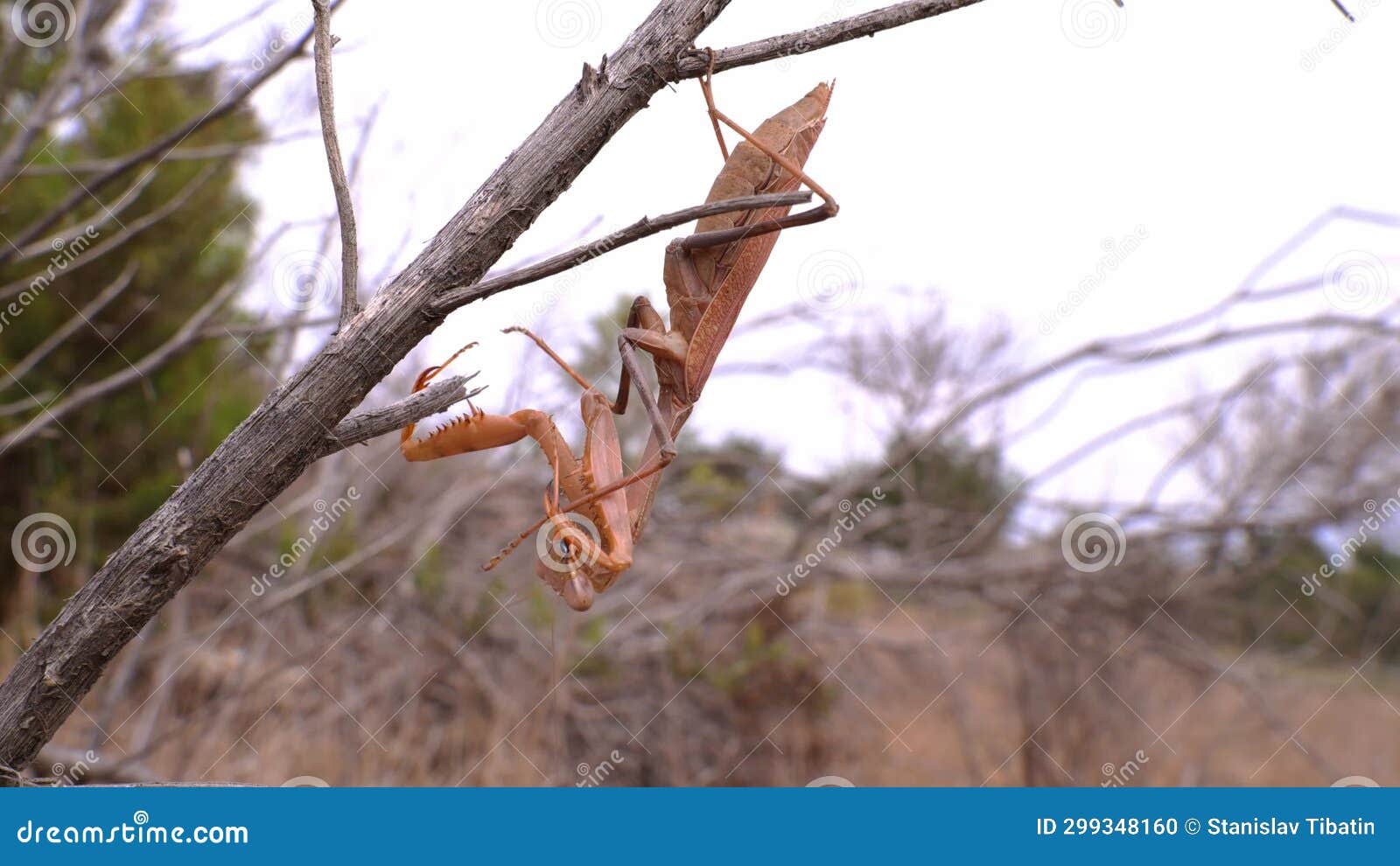 The Mantis is Cleaning Itself. Stock Footage - Video of north, park ...