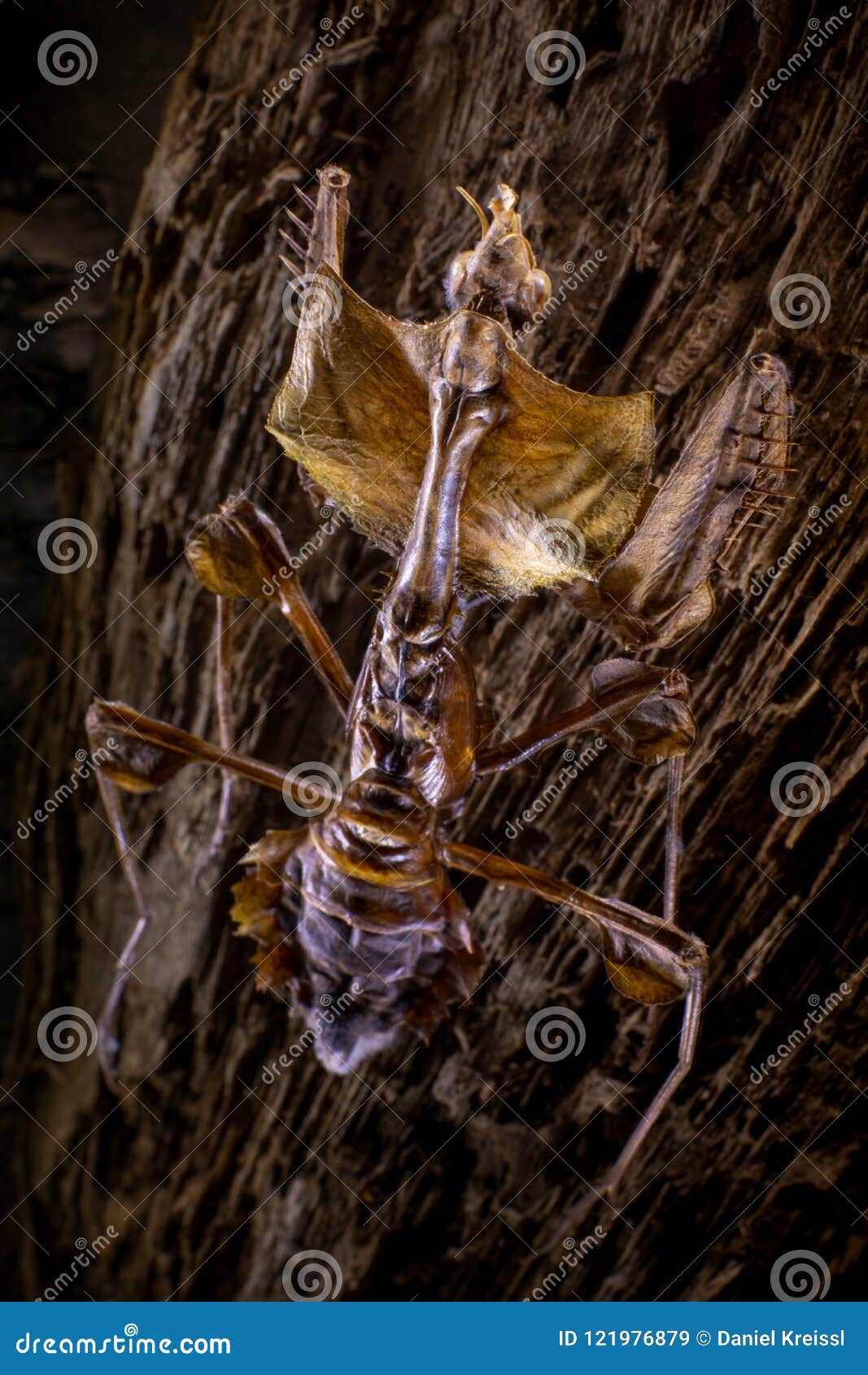 The Mantis Climbs the Bark of a Tree Stock Image - Image of tropical ...