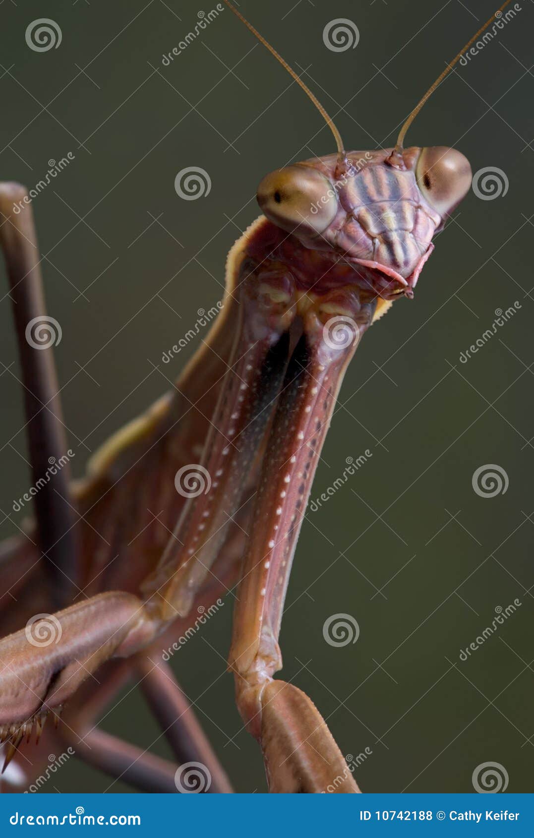 Mantis close-up stock photo. Image of insect, macro, vertical - 10742188