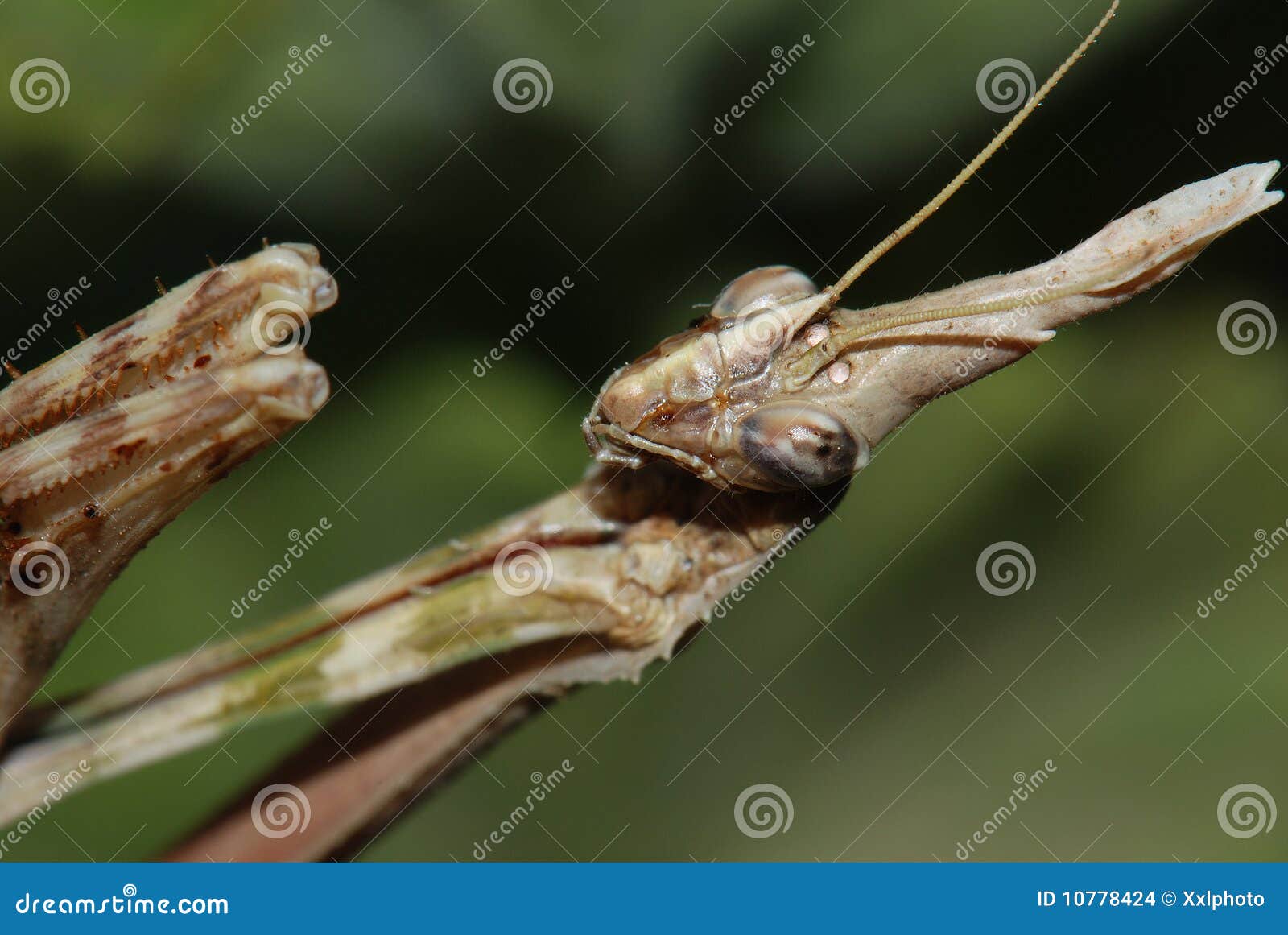Mantis close up stock photo. Image of closeup, flower - 10778424