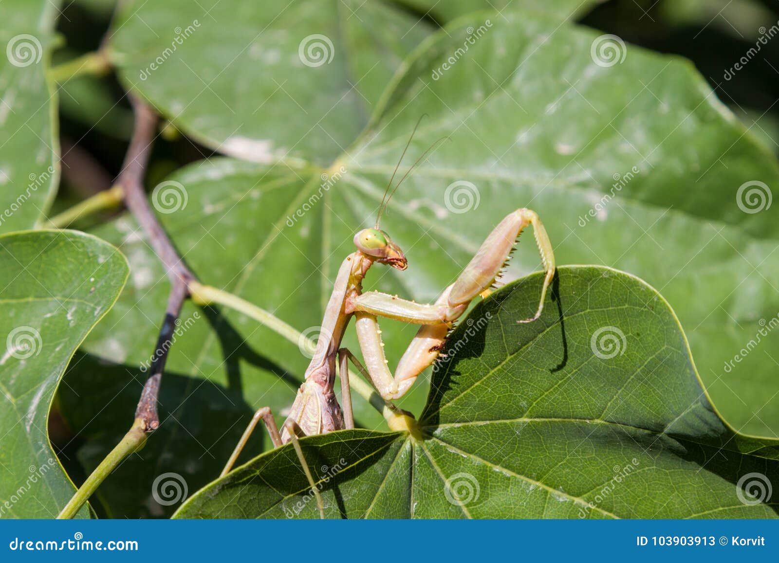 Mantis closeup in the sun stock image. Image of nature - 103903913