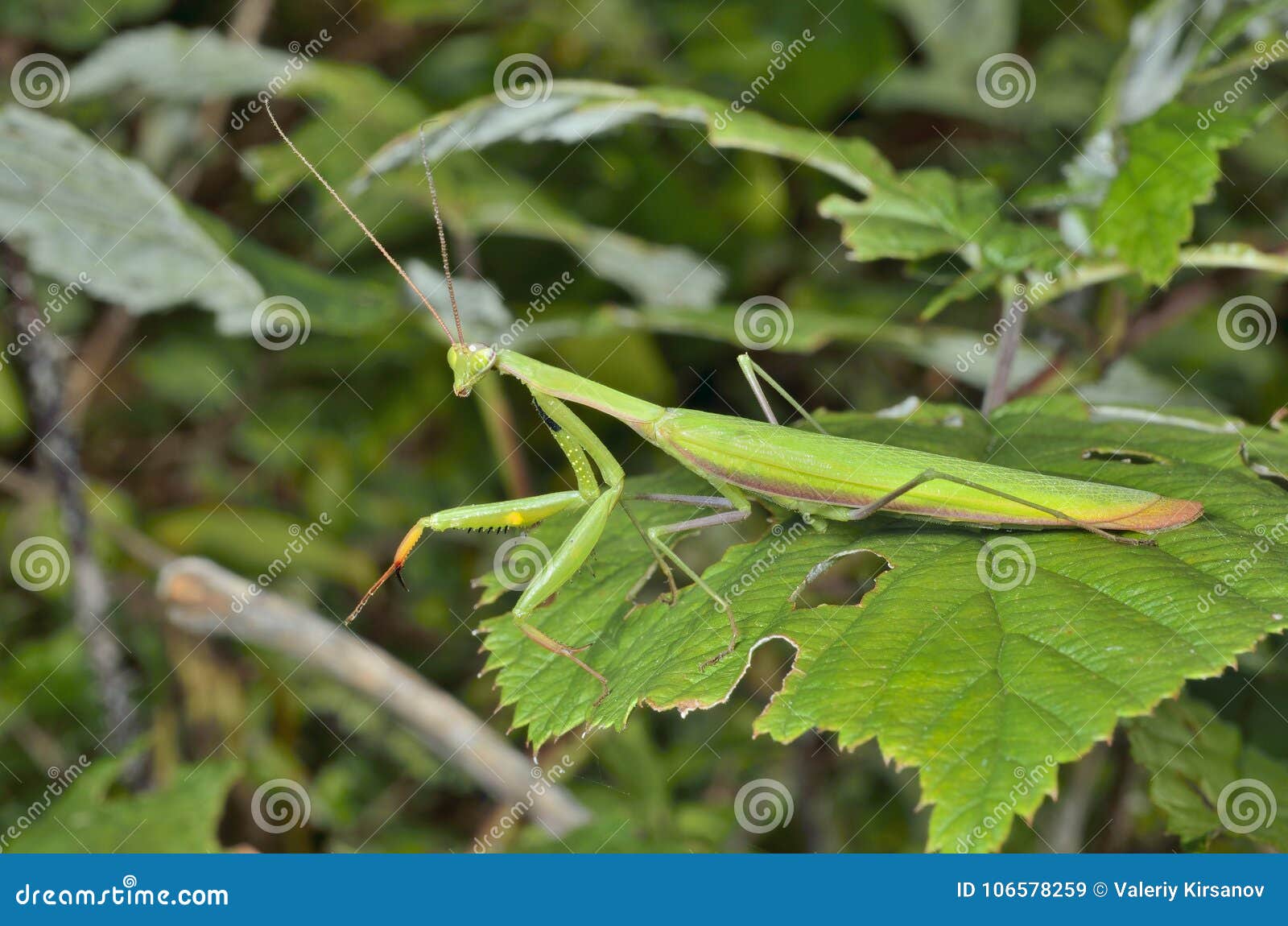Mantis 5 stock image. Image of green, orthoptera, orthopterous - 106578259