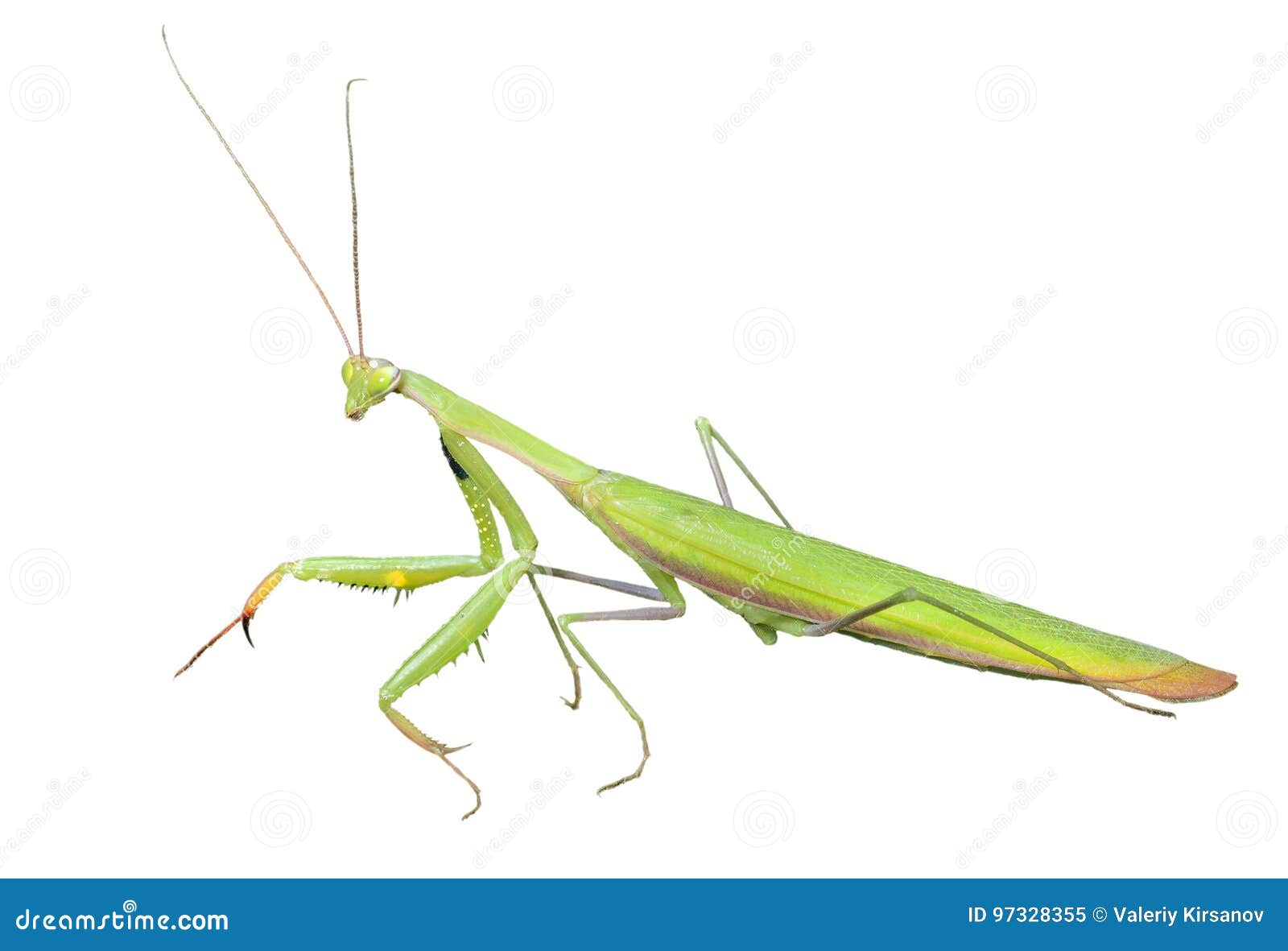 Mantis 4 stock image. Image of outdoor, orthoptera, wild - 97328355