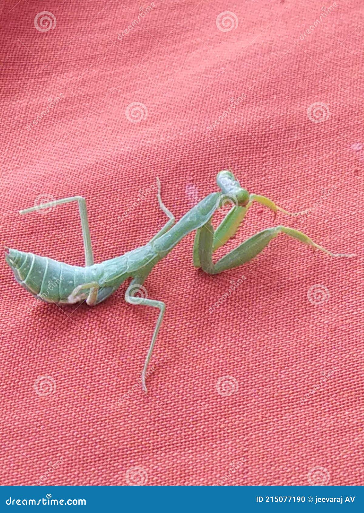 Mantis close view stock photo. Image of mantis, leaf - 215077190