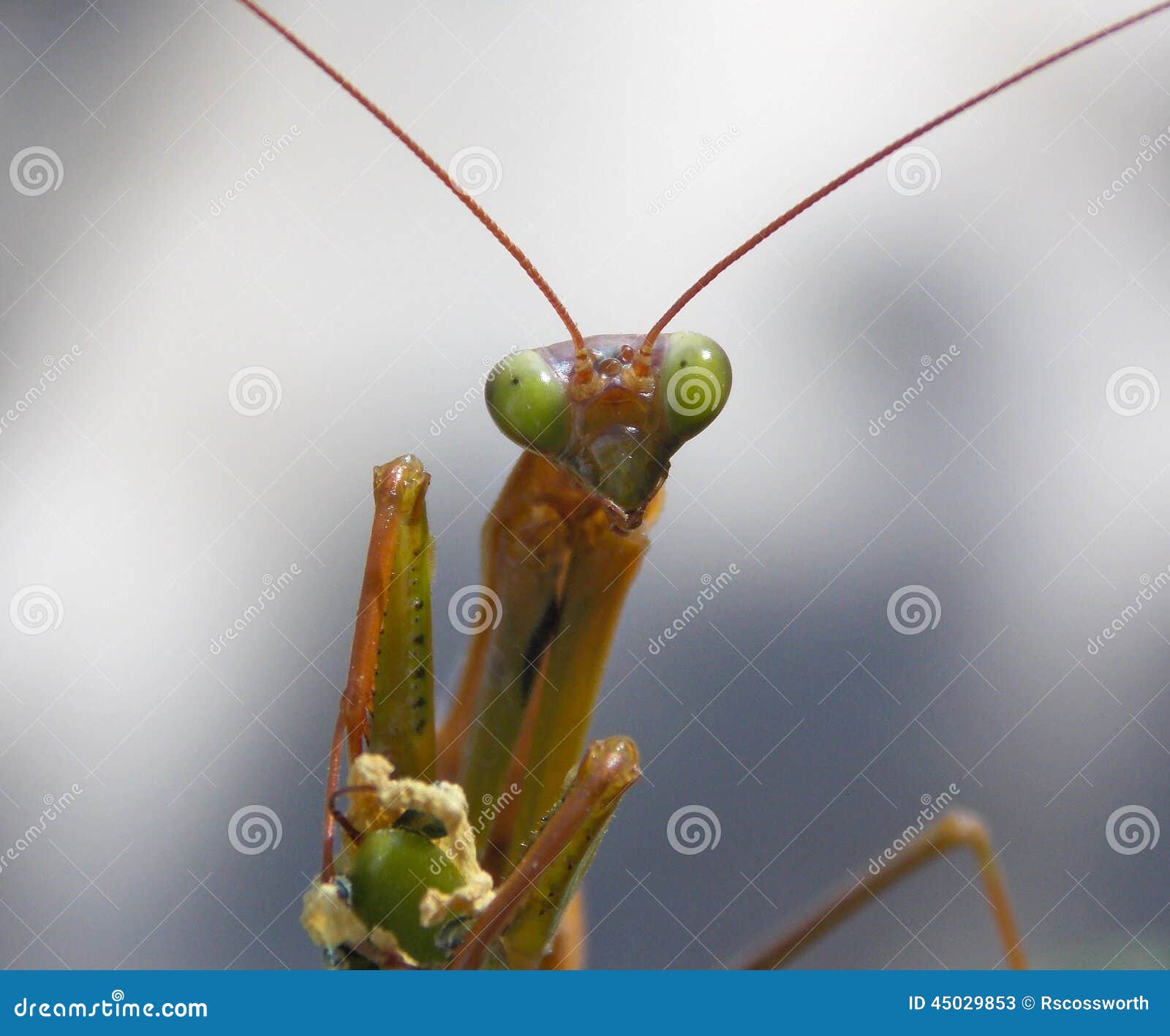 Mantis closeup stock image. Image of macro, antennas - 45029853