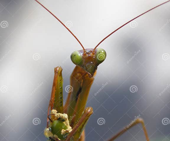 Mantis closeup stock image. Image of macro, antennas - 45029853