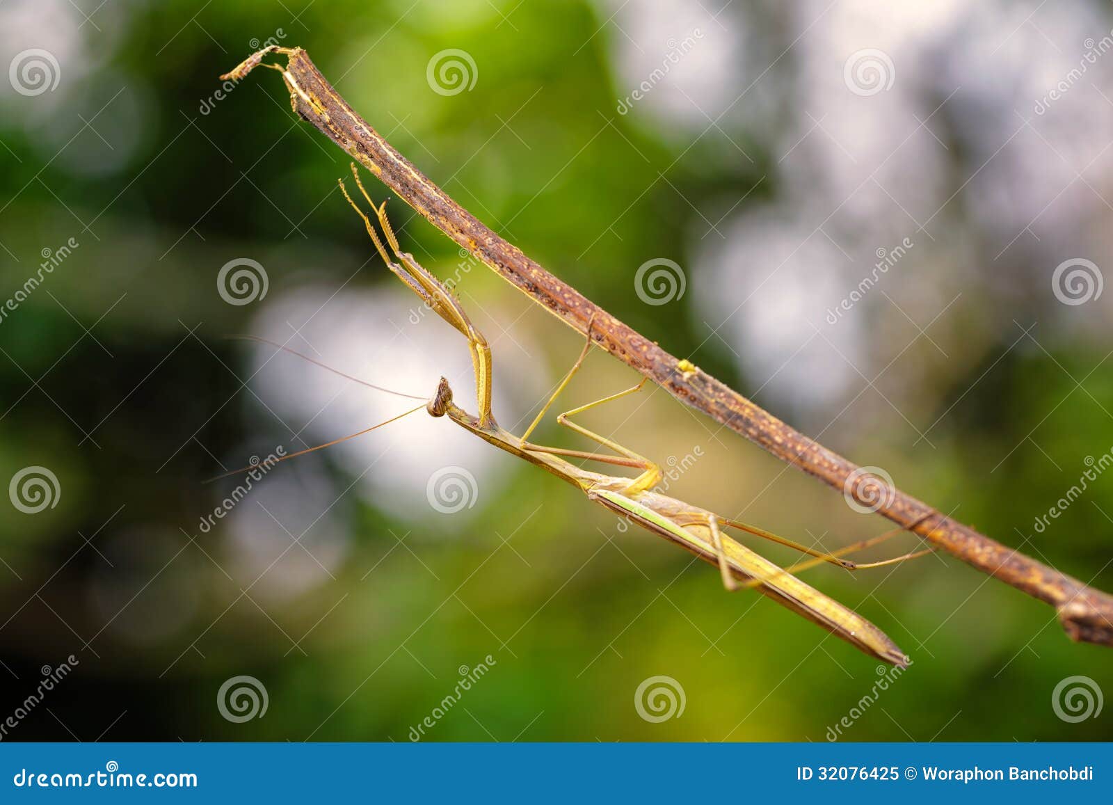 Mantis stock image. Image of lethal, invertebrate, mantodea - 32076425