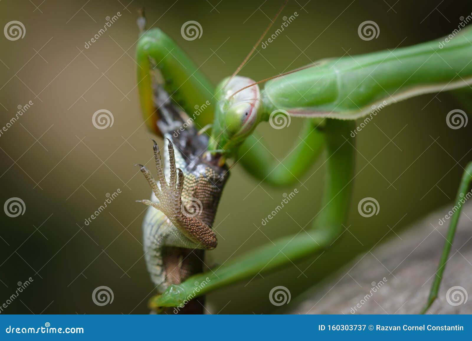Mantis Comiendo Lagarto - Mantis Religiosa Imagen de archivo - Imagen ...