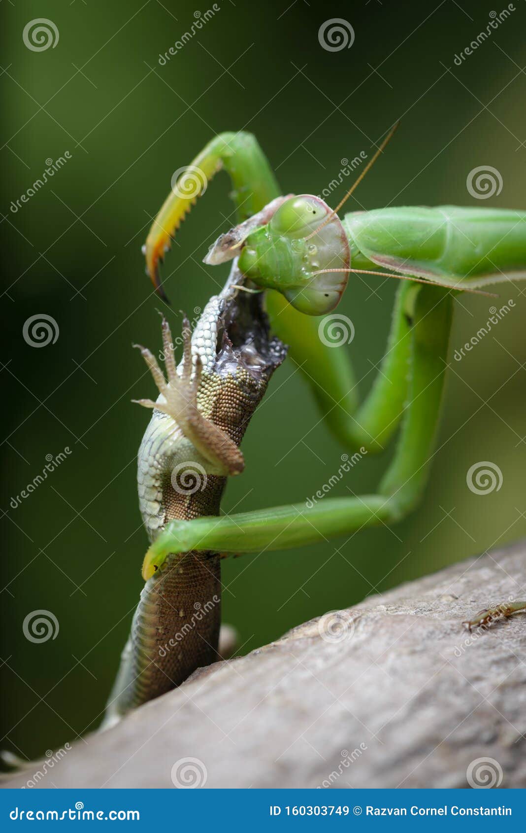Mantis Comiendo Lagarto - Mantis Religiosa Imagen de archivo - Imagen ...