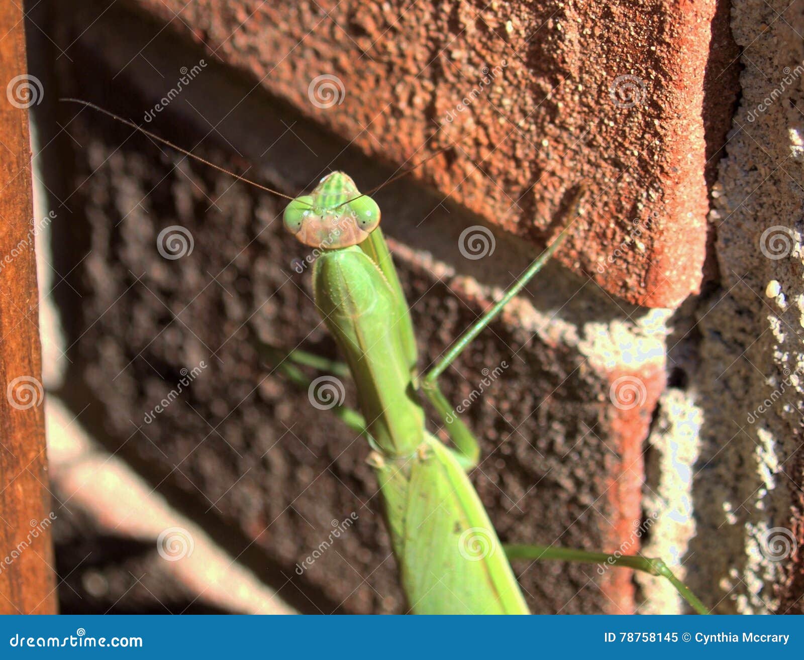 Mantis stock image. Image of legs, mantids, insect, praying - 78758145
