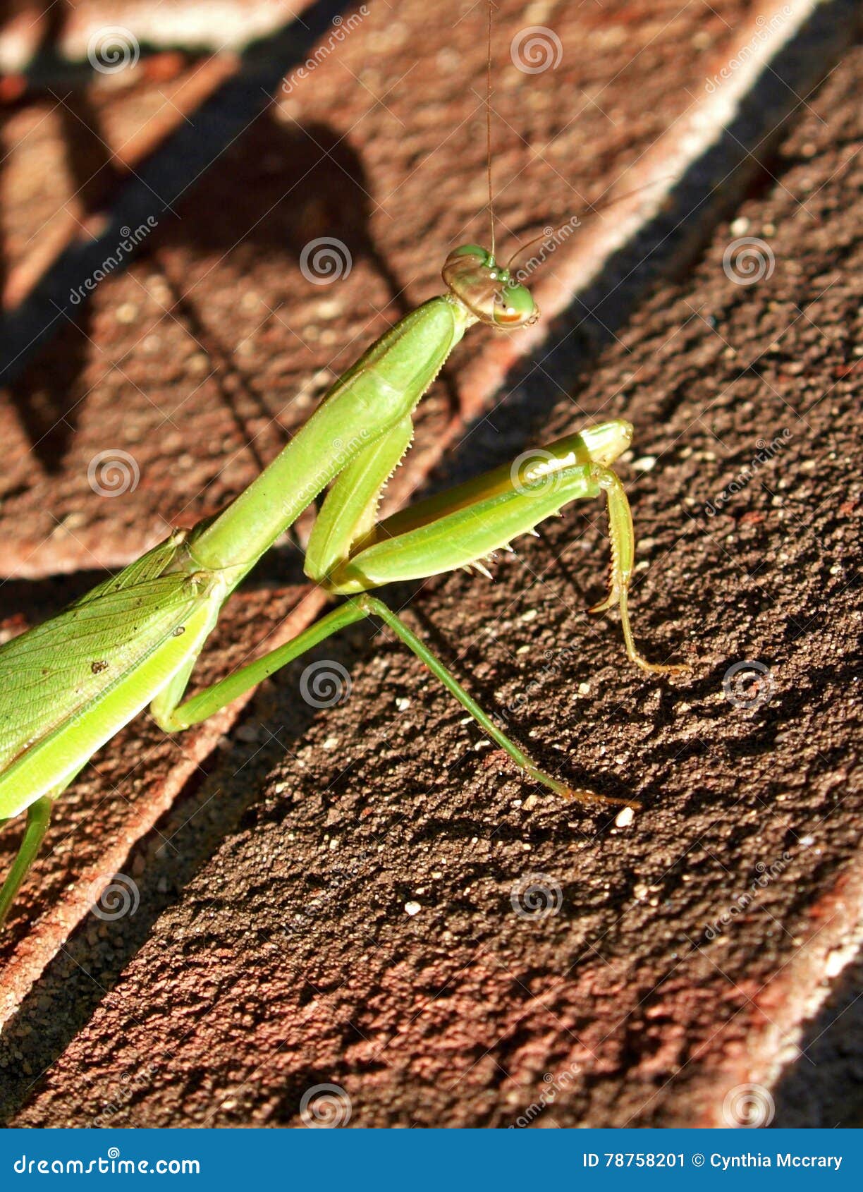 Mantis stock image. Image of carnivore, insect, prey - 78758201
