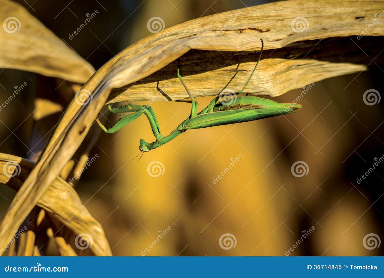 Mantis and corn stock photo. Image of insect, field, mantis - 36714846