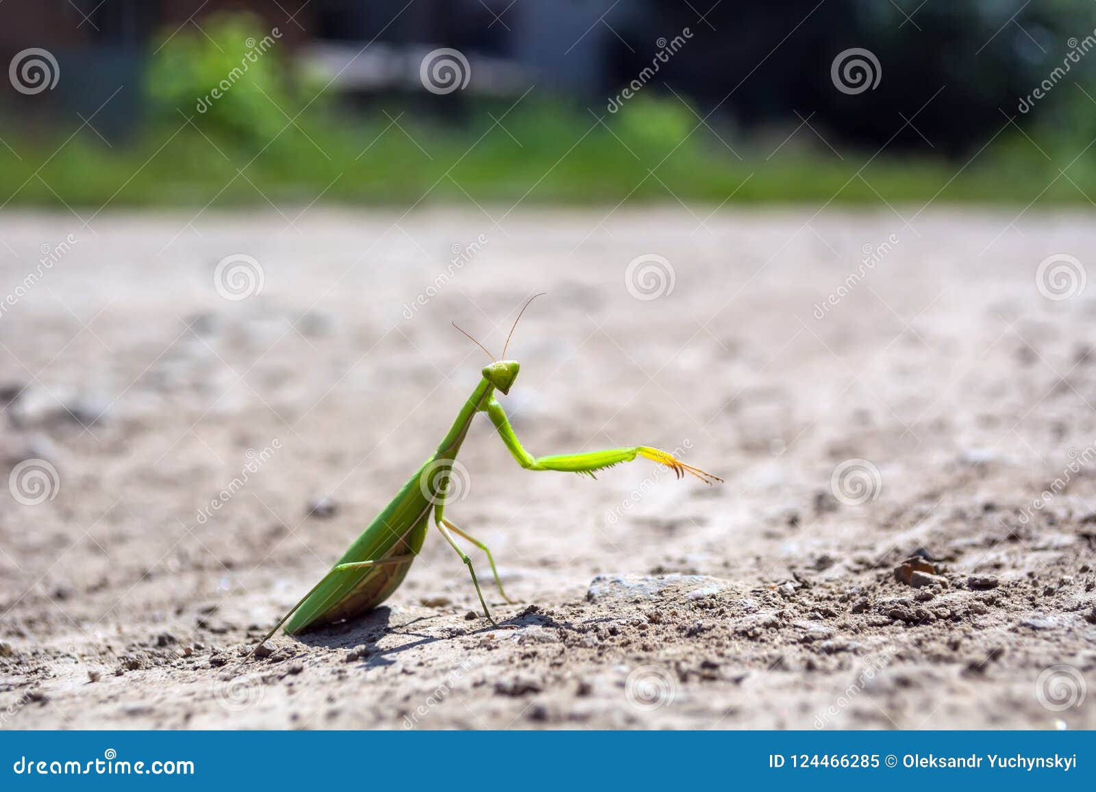 Mantis Crawling on a Dirt Road in the Midday Sun Stock Image - Image of ...