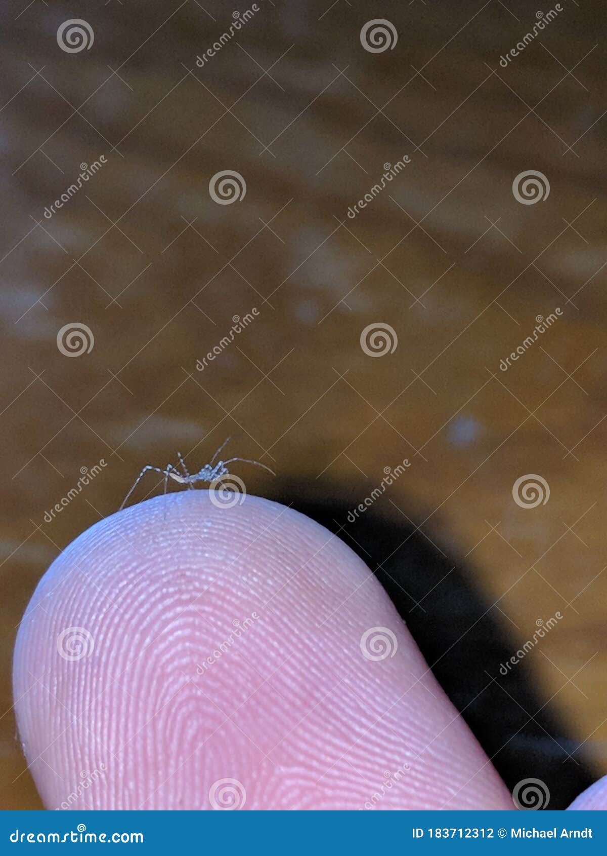Mantis De Oración De Insectos De Bebé Foto de archivo - Imagen de ...