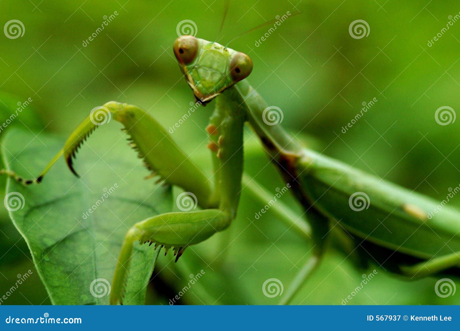 Mantis de prière image stock. Image du photographie, prière - 567937