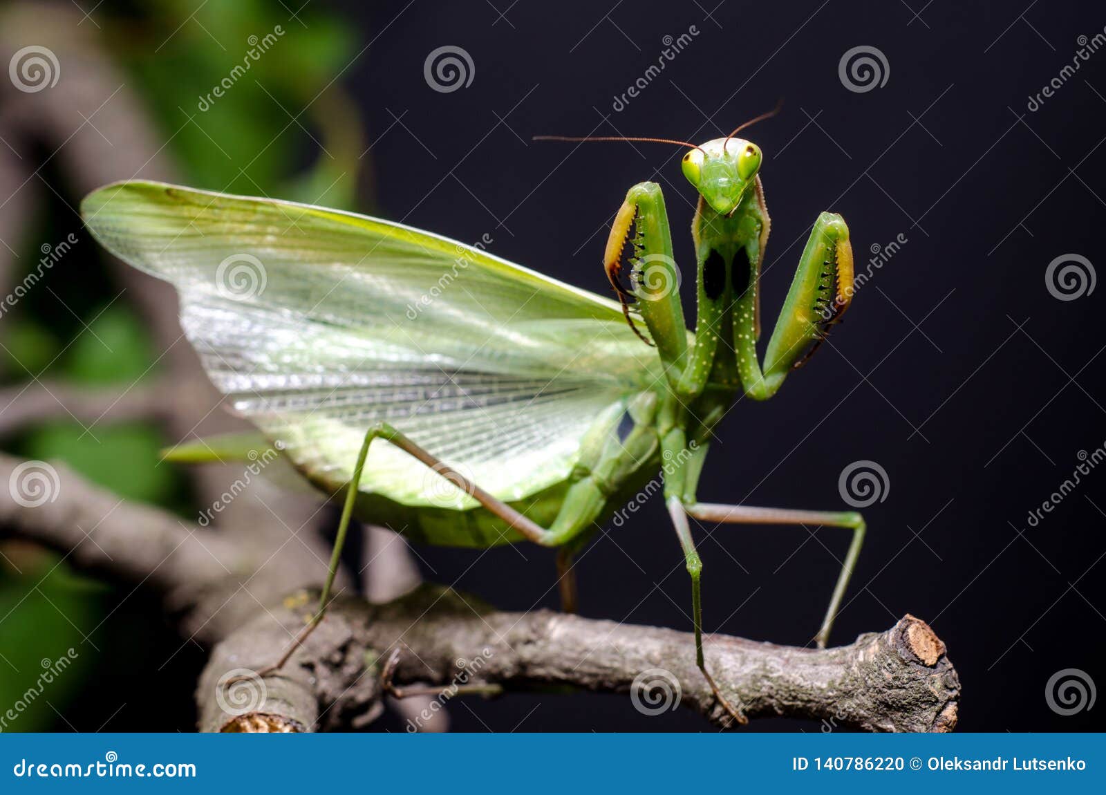 Royalty Free Images, Cartoons, Illustrations And Photos Designed By ...