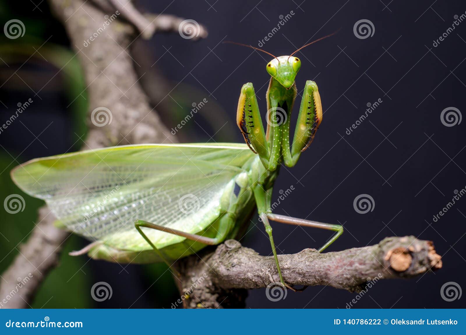 Mantis in Defensive Stance stock photo. Image of mouth - 140786222