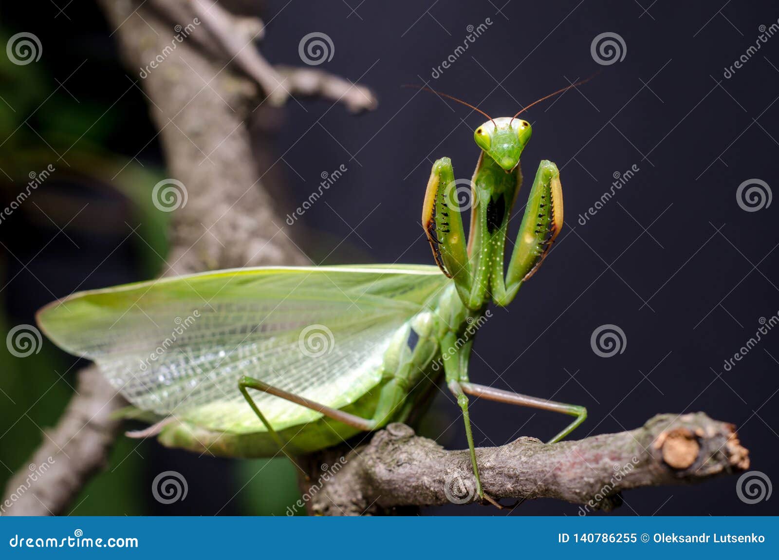 Mantis in Defensive Stance stock image. Image of fighting - 140786255