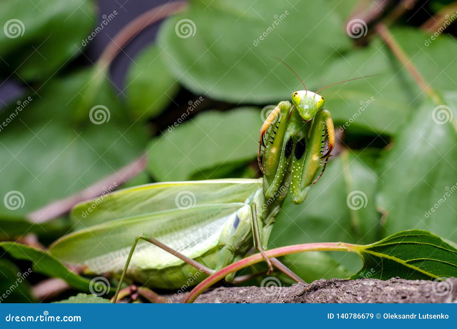 Mantis in Defensive Stance stock image. Image of creature - 140786679