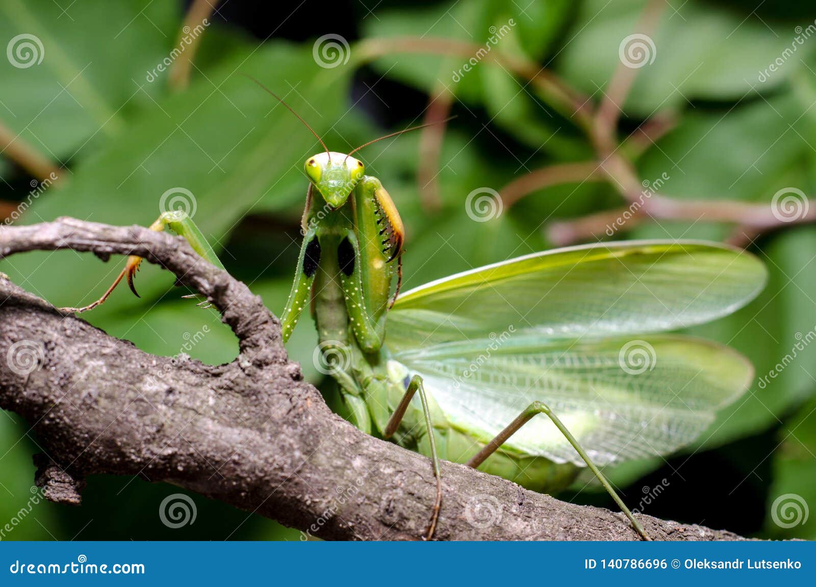 Mantis in Defensive Stance stock photo. Image of green - 140786696