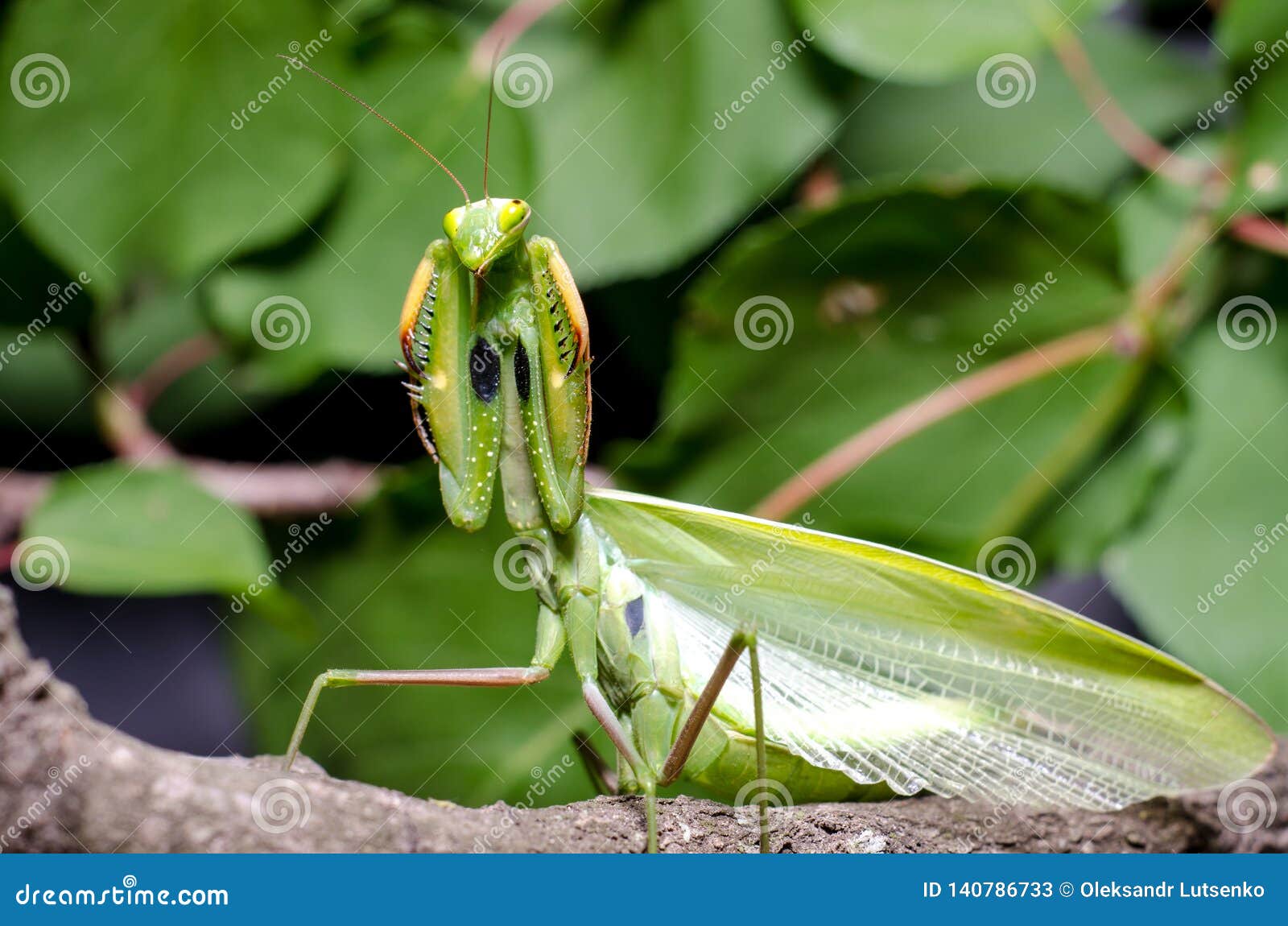 Mantis in Defensive Stance stock image. Image of animal - 140786733