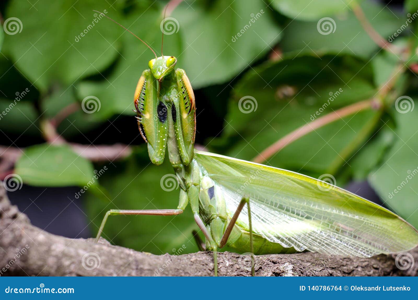 Mantis in Defensive Stance stock photo. Image of claw - 140786764