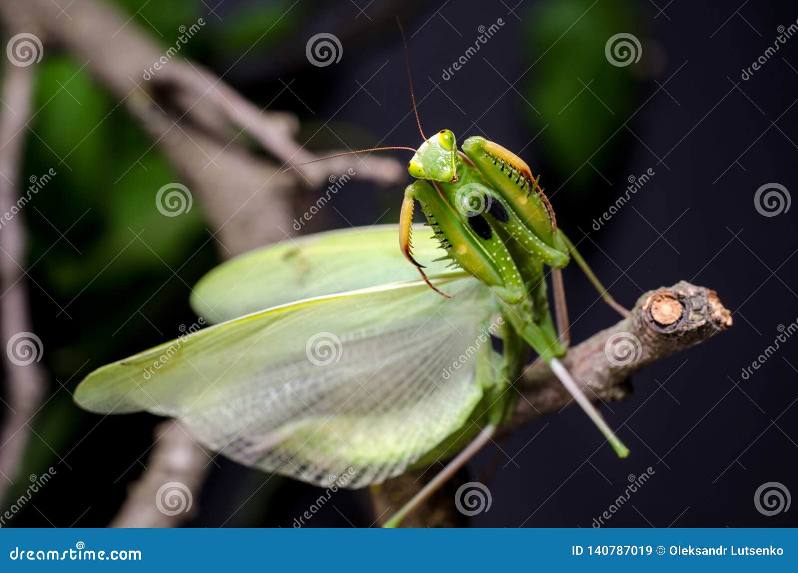 Mantis in Defensive Stance stock image. Image of leaf - 140787019