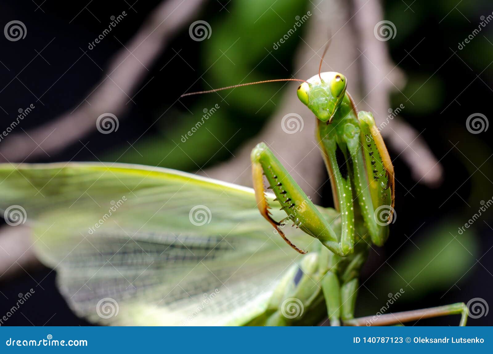 Mantis in Defensive Stance stock image. Image of animal - 140787123