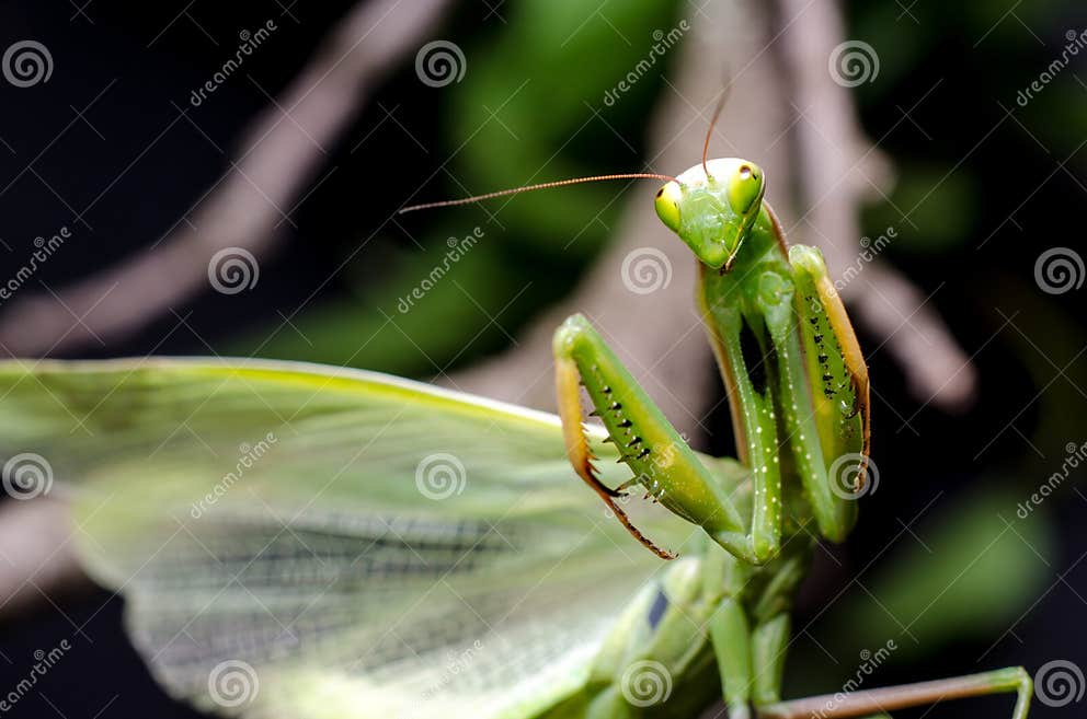 Mantis in Defensive Stance stock image. Image of animal - 140787123