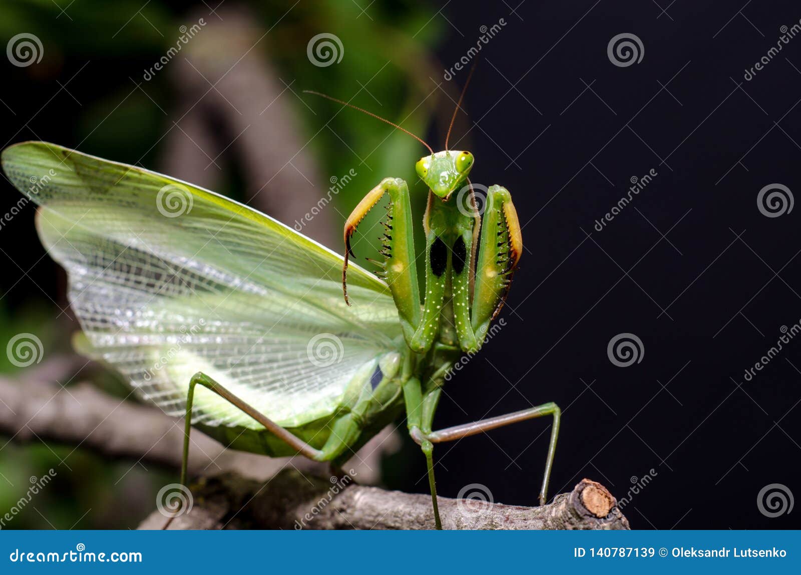 Mantis in Defensive Stance stock image. Image of fighting - 140787139