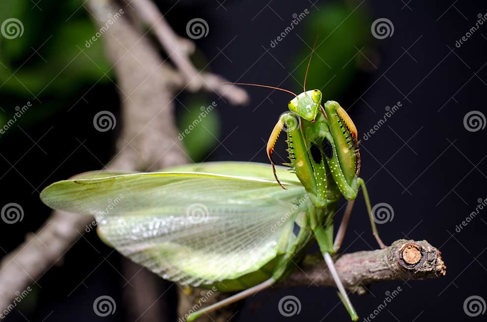 Mantis in Defensive Stance stock photo. Image of closeup - 140787184