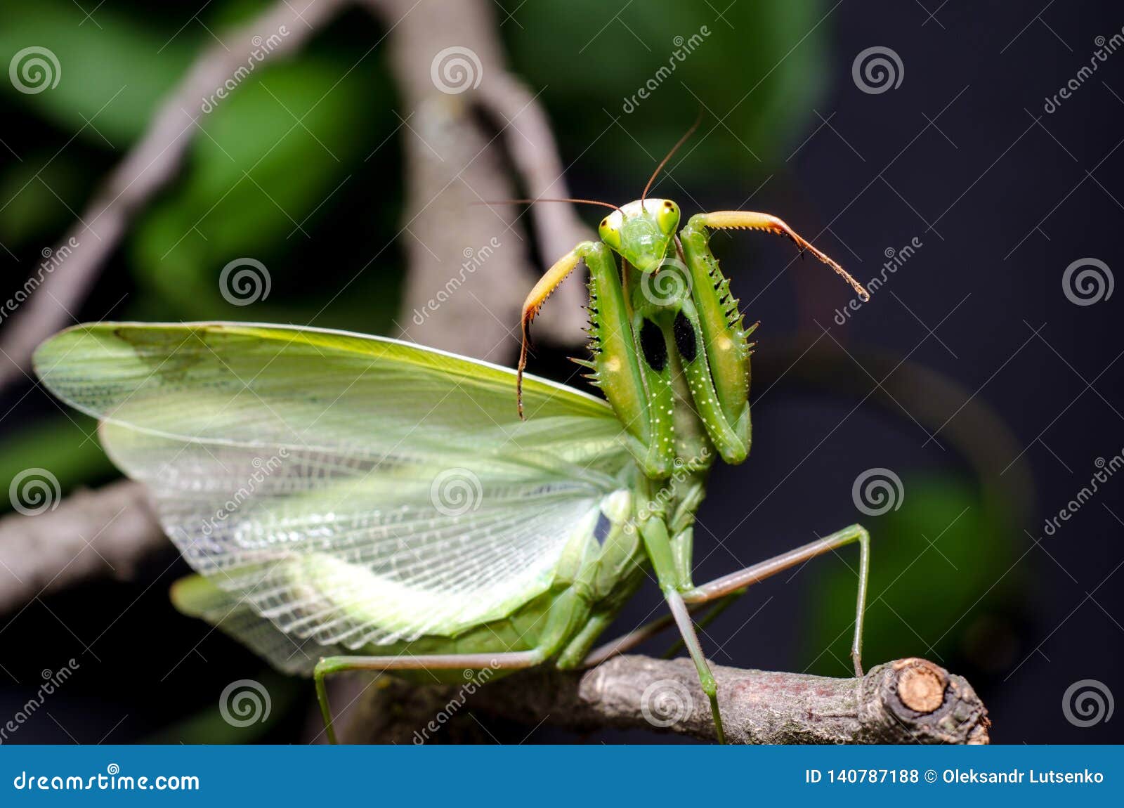 Mantis in Defensive Stance stock photo. Image of mantodea - 140787188