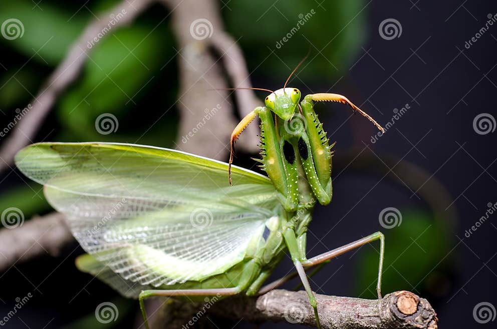 Mantis in Defensive Stance stock photo. Image of mantodea - 140787188