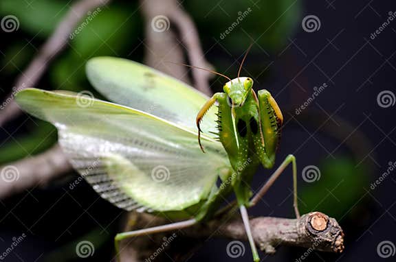 Mantis in Defensive Stance stock photo. Image of beautiful - 140787202