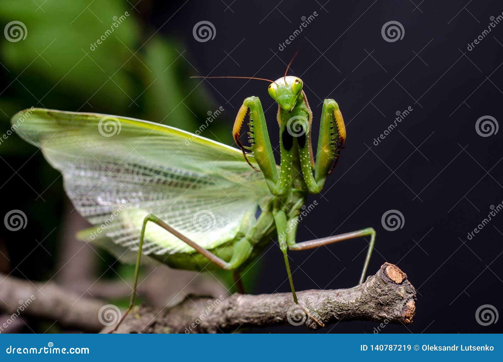 Mantis in Defensive Stance stock image. Image of kung - 140787219