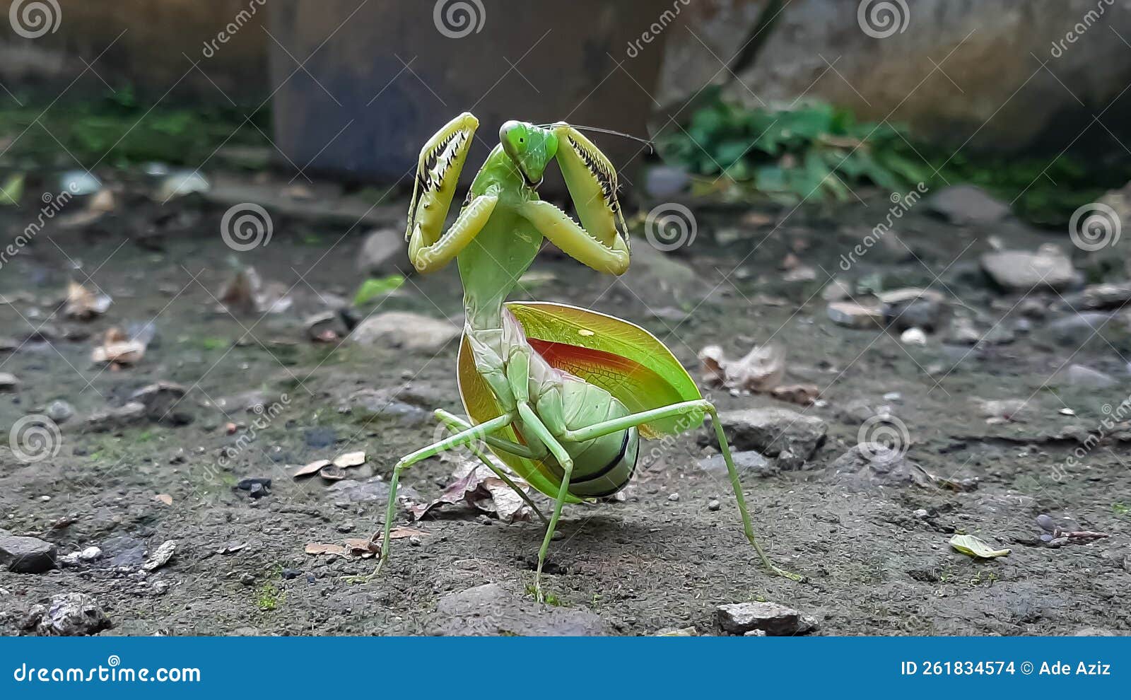 Praying Mantis Eating Frog