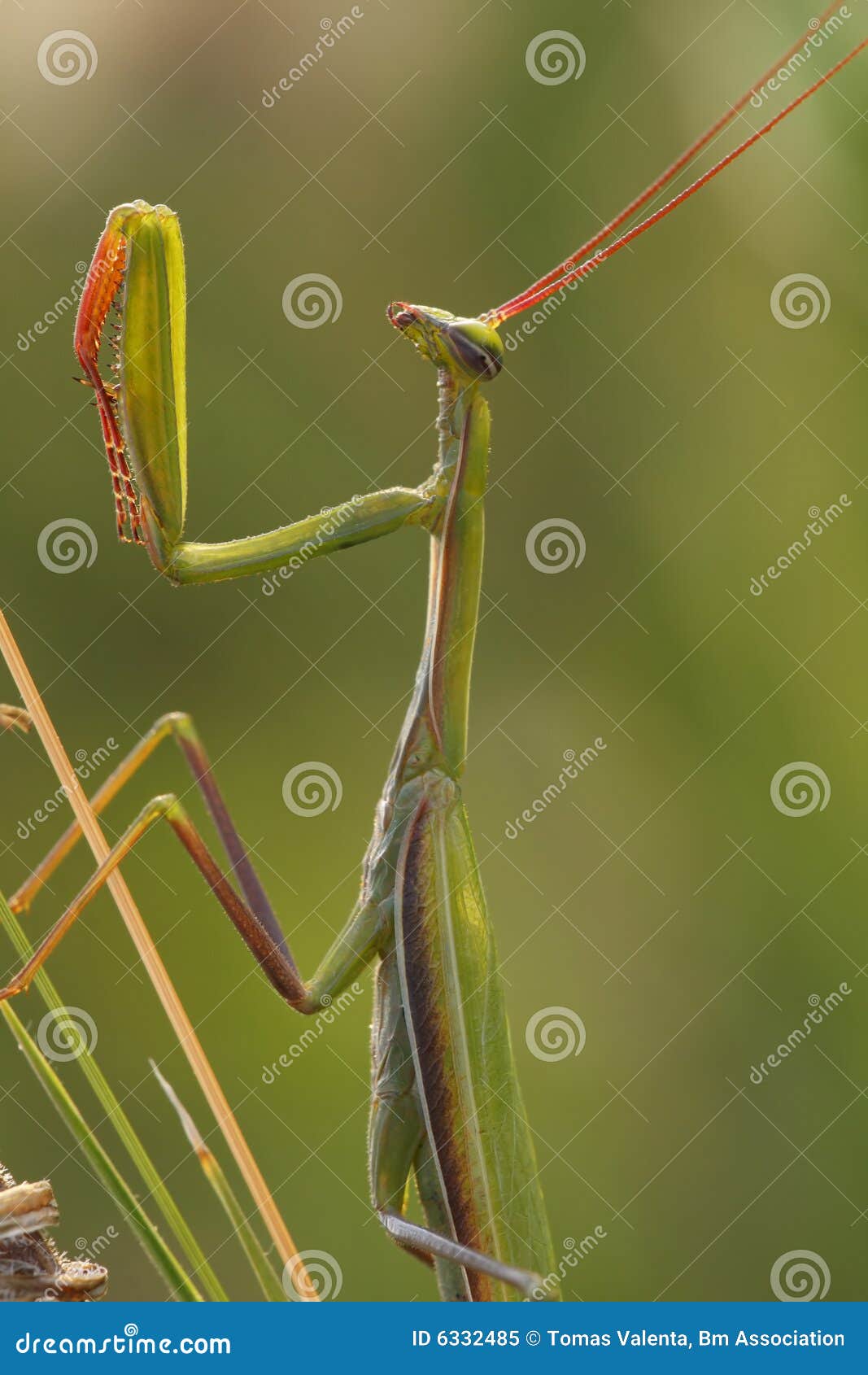 Mantis detail stock image. Image of patience, waiting - 6332485