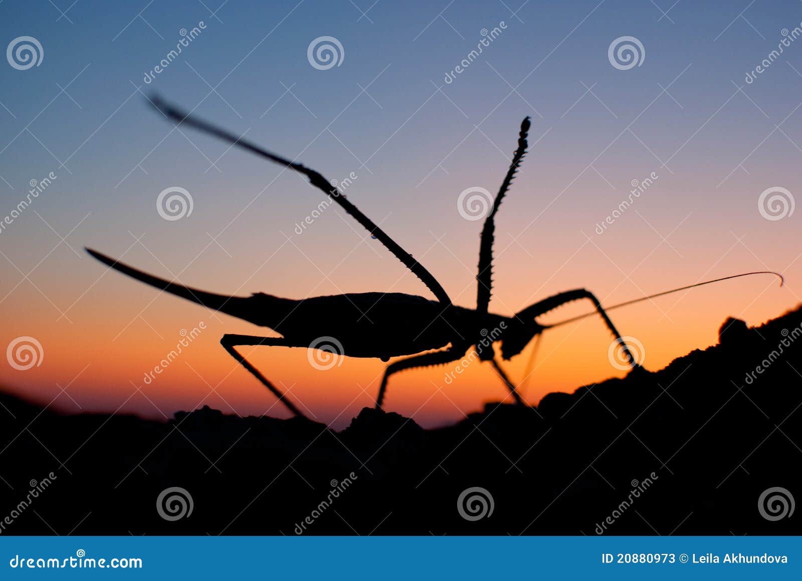 Mantis Doing Exercise, Insect Yoga Stock Image - Image of meditation ...