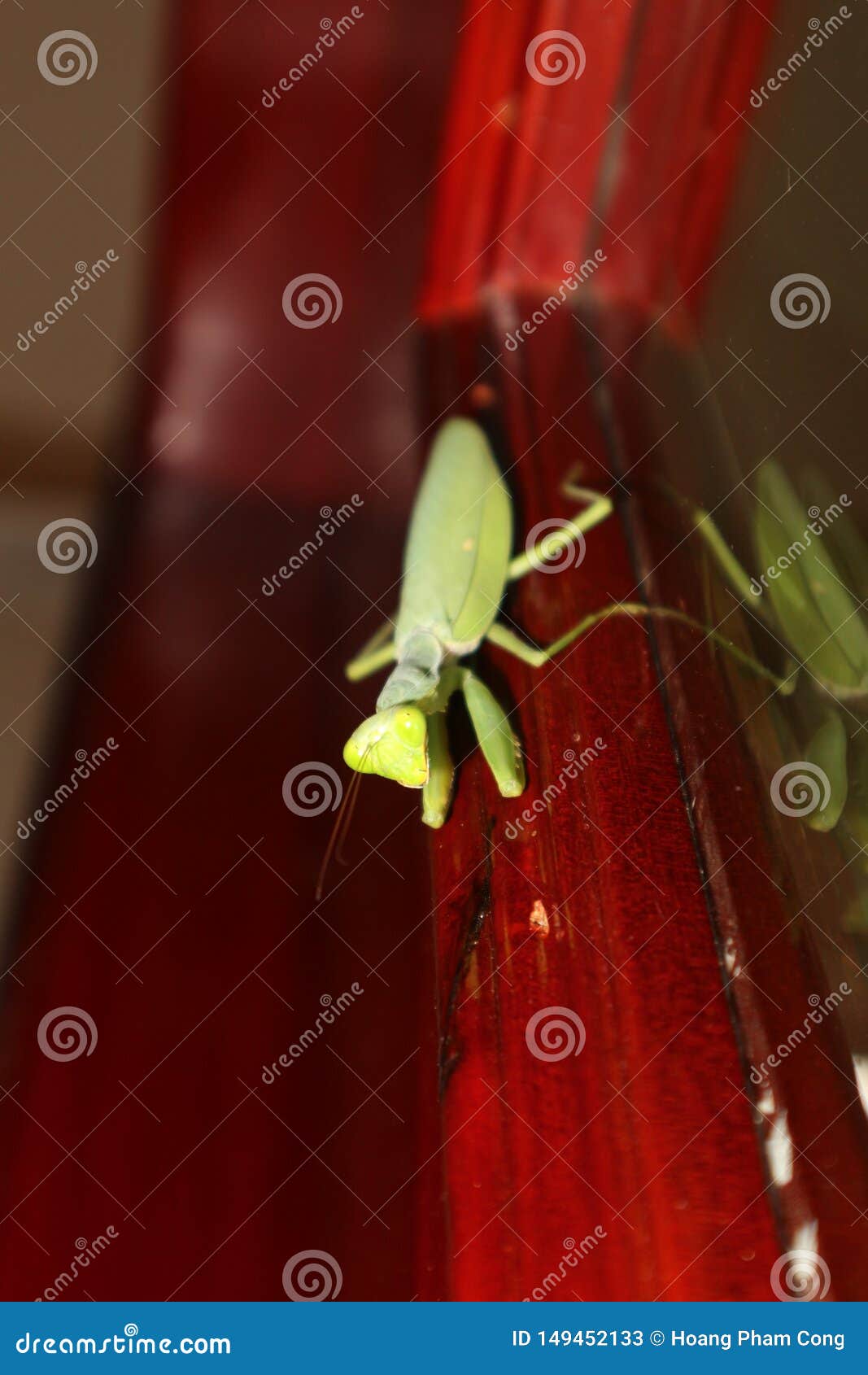 A mantis on the door stock image. Image of viet, breeding - 149452133