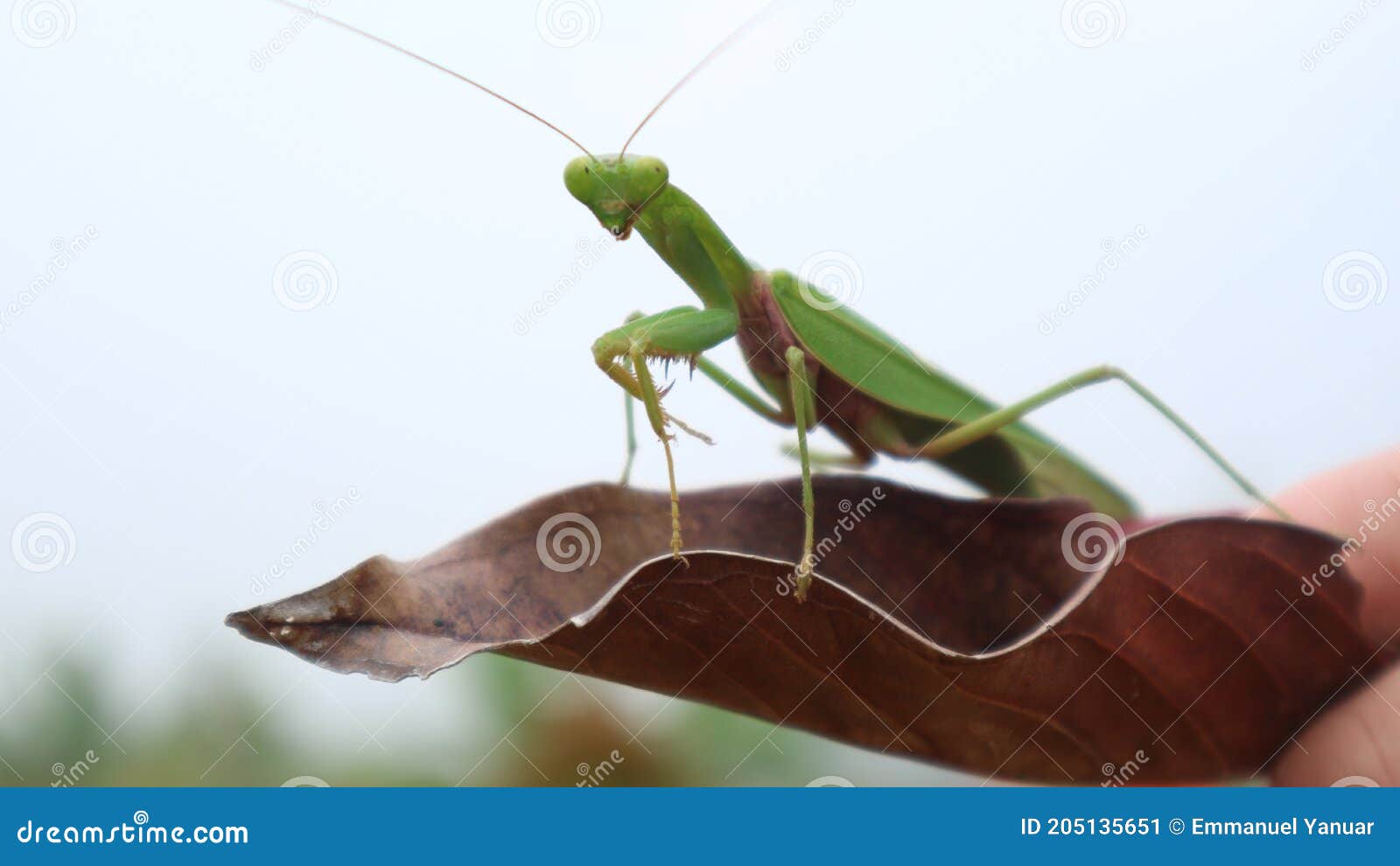 Mantis on the Dried Leaves stock image. Image of animal - 205135651