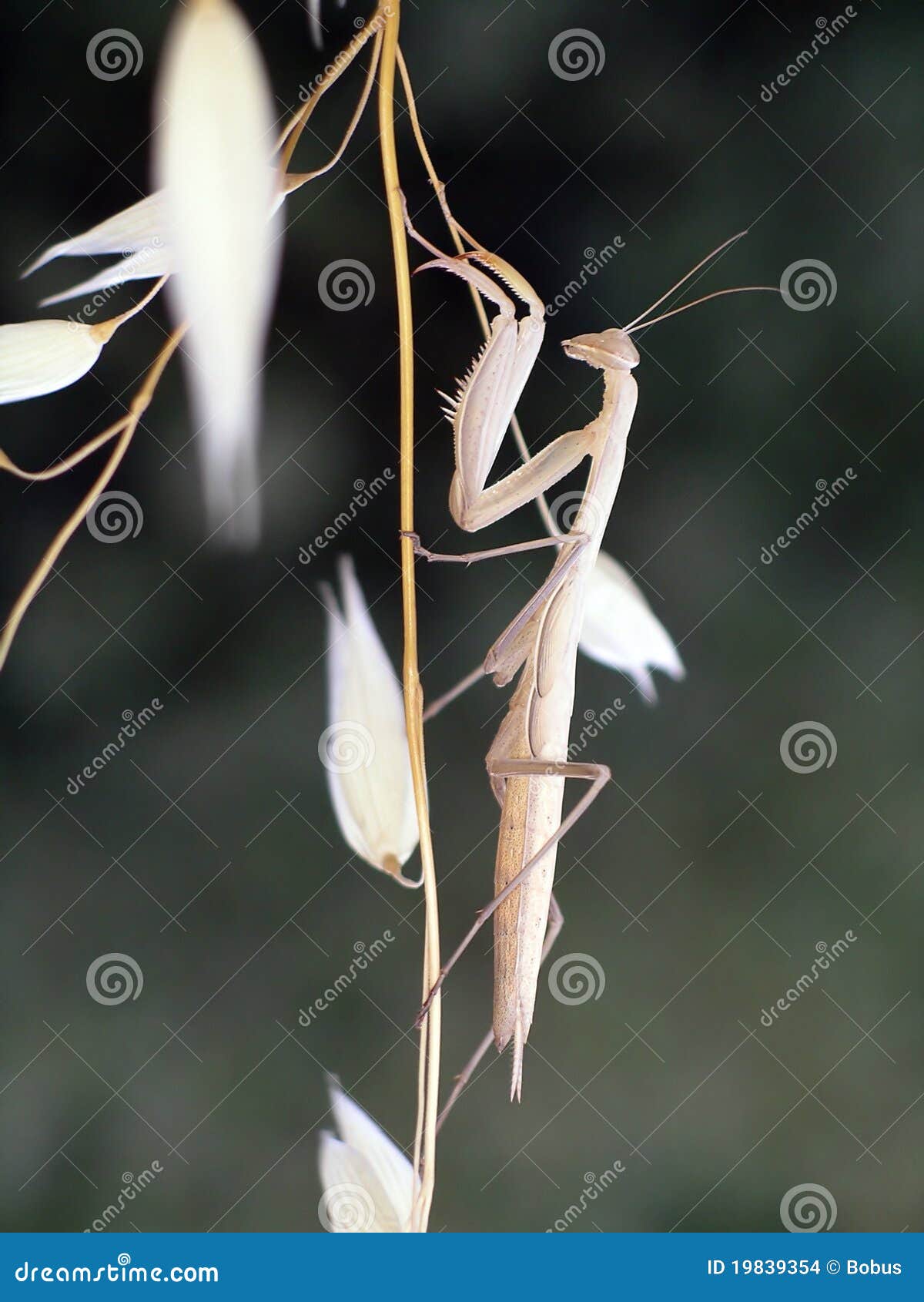 Mantis on dry oats stock photo. Image of close, mantodea - 19839354