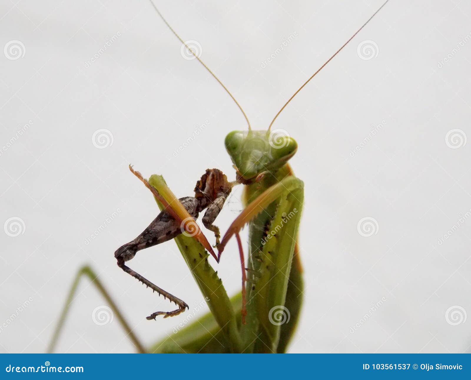Mantis eat prey stock image. Image of prey, nature, animal - 103561537